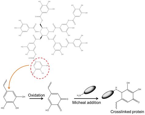 Insights On Chemical Crosslinking Strategies For Proteins Pmc