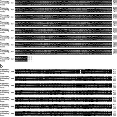 gene sequence and deduced peptide sequence alignment of osbierf between