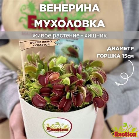 Дионея (Венерина Мухоловка) Exotica Dionaea Muscipula D15cm, 15 дм, 1 ...