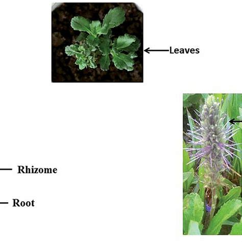 callus induction from leaf and internodal segments in p kurrooa