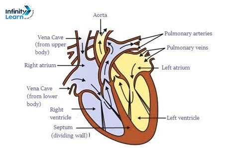 Human Heart Diagram Class 10 Detailed Explanation