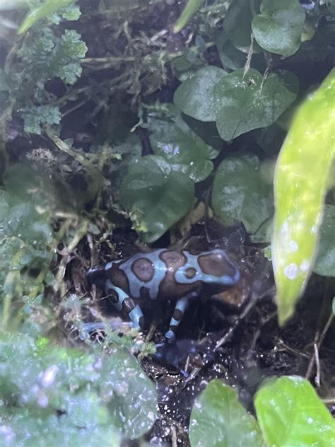 my dart update r dartfrog