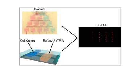 Microfluidic Gradient Culture Arrays For Cell Pro Oxidation Analysis Using Bipolar