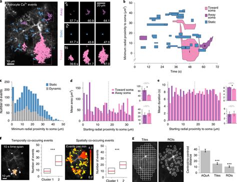 Aqua Features Capture Heterogeneities Among Single Astrocytes A Download Scientific Diagram