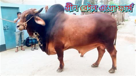 গ্রীন রেইন এগ্রো ফার্ম বাড়ির মধ্যে গরুর হাট বানিয়ে ফেলেছে