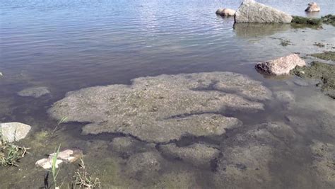 Red Algae Stock Video Footage Royalty Free Red Algae Videos Pond5 Red Algae Stock Video Footage Royalty Free Red Algae Videos Pond5