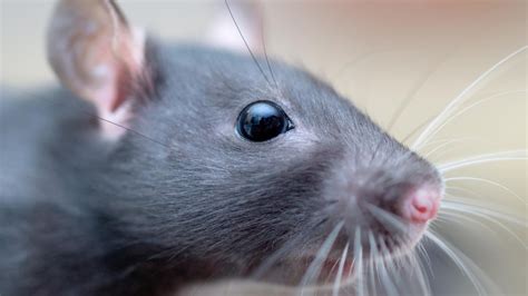 Growing Rat Population Metro Vancouver