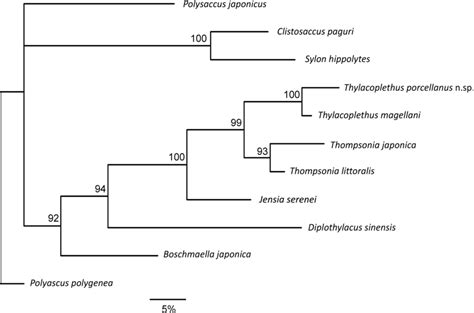 Bayesian Phylogenetic Tree Reconstructed With Partial Sequences Of The Download Scientific