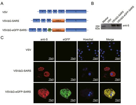 Immunogenicity Of A Recombinant Vsv Vectored Sars Cov Vaccine Induced Robust Immunity In Rhesus