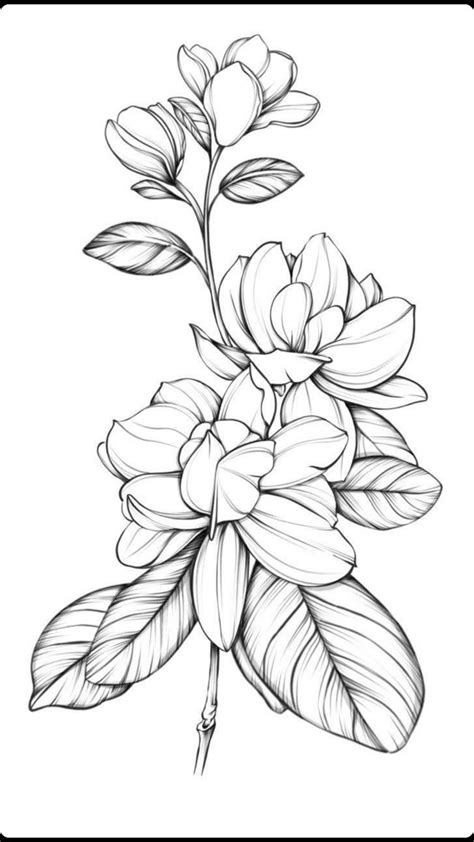 Sampaguita Drawing