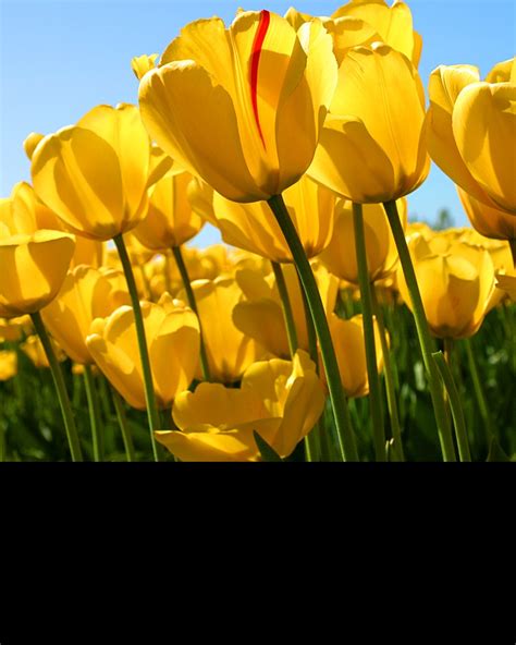 Sid Ahmed Meddah Araibi Ligue De Football De La Wilaya De Bejaia