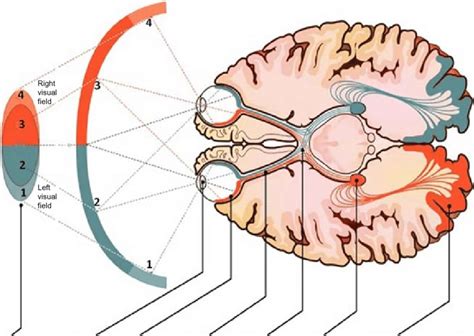 Pathway Of Optical Processing From The Stimulus To The Visual Cortex Download Scientific