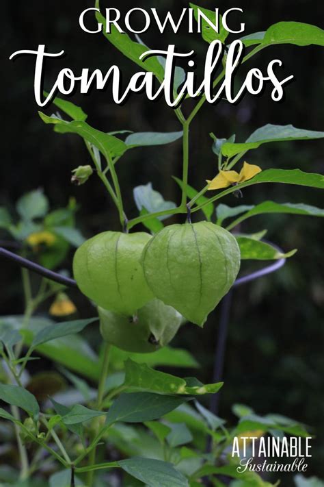 Growing Tomatillos From Seed