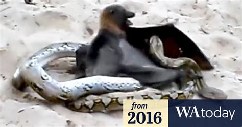 Video Bat Vs Python