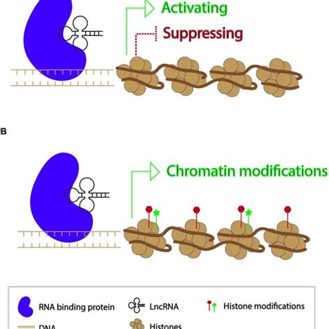 Modes Of Action Of Long Non Coding RNAs In Transcriptional Regulation Download Scientific