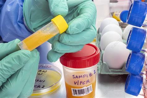 Testing Eggs For Bird Flu Conceptual Image Stock Image F037 2382 Science Photo Library