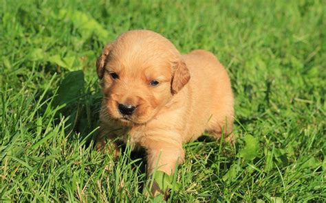 دانلود رایگان عکس‌ های بانمک بچه سگ‌ ها با کیفیت بالا