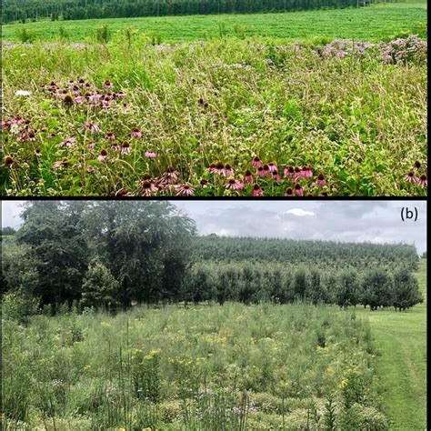 Examples Of A Native Floral Resource Habitat Establishment Adjacent To Download Scientific Examples Of A Native Floral Resource Habitat Establishment Adjacent To Download Scientific