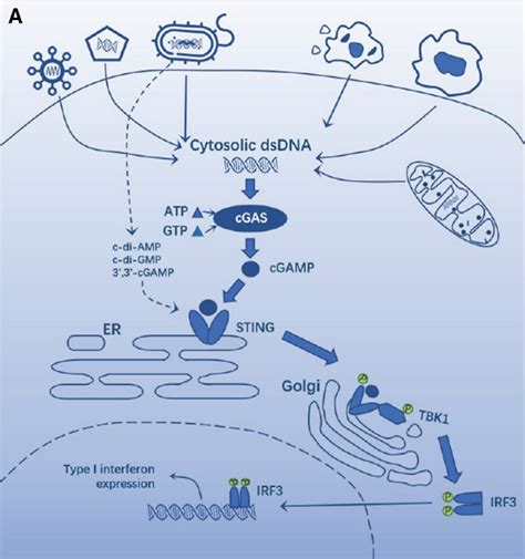 The Stng Pathway And Drug Development Unibest Industrial Co Ltd