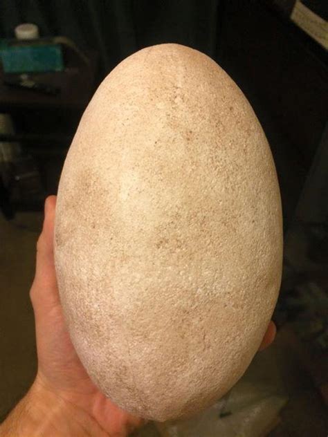 Sale Jurassic Park Jurassic World Hatched Egg Nest Prop 1817223531