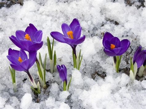 Луковичные многолетники способные зимовать в грунте