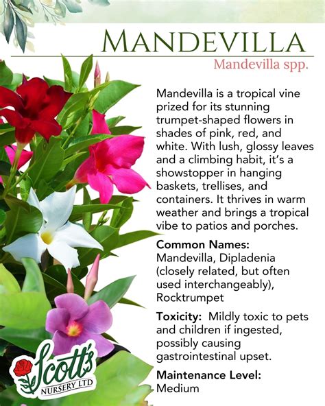 Scotts Nursery 🌸 Tropical Vibes Right From Your Patio Facebook