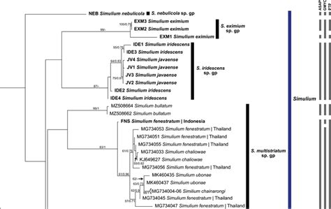 ML Tree Showing Species Of Black Flies From Indonesia In The Subgenus