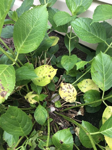 Help With Sick Hydrangea Rgarden