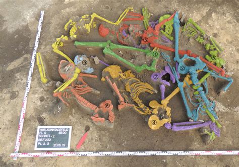 The Mass Grave Feature In Situ Individual Skeletons Have Been Coloured