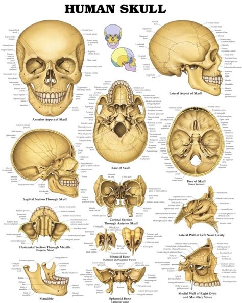 Human Skull From Different Sides Anatomy System Human Body Anatomy