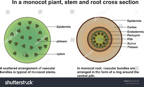 Comparison Monocot Stem Root Cross Section Stock Vector Royalty Free
