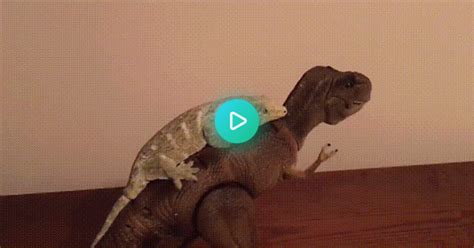 Mating Ritual Or Lizard Fetish You Decide  On Imgur