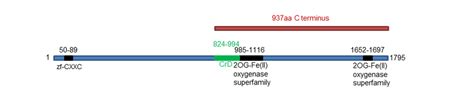 Schematic Map Of The 937aa C Terminal Catalytic Domain Of Human Tet3