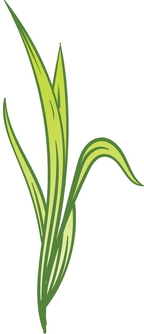 Lemongrass 36662812 Vector Art At Vecteezy
