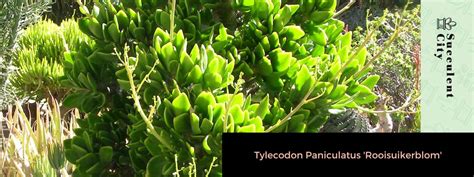 Tylecodon Genus Succulent City