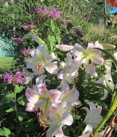 Photo of the bloom of Lily (Lilium 'Garden Party') posted by Elfenqueen ...
