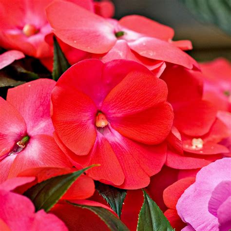 Impatiens Plant