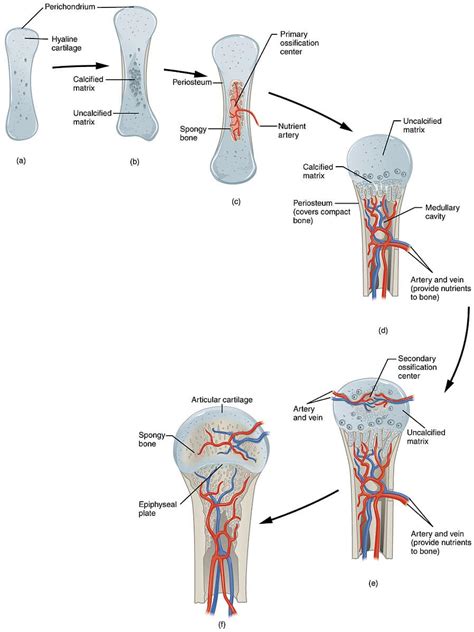 Bone Ossification Process Histology Teachmephysiology