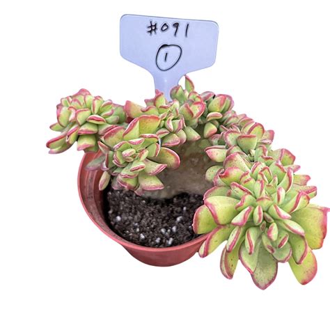 Crested Sedum Dendroideum Tree Stonecrop 1 4 Inch Limited The