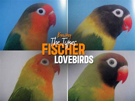 Knowing The Types Of Fischers Lovebird Lovebird Mutations