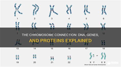 The Chromosome Connection Dna Genes And Proteins Explained Medshun