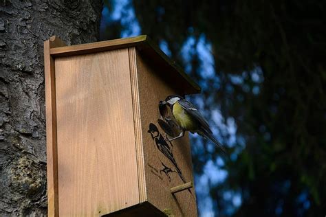 Cheapest Mealworms For Birds Maltbys Stores Wild Bird Food For All
