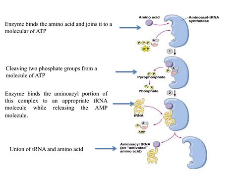 Trna Structure And Function Pptx