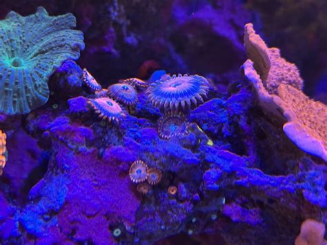 California Live Goods 12 Frag Pack 200 Reef2reef