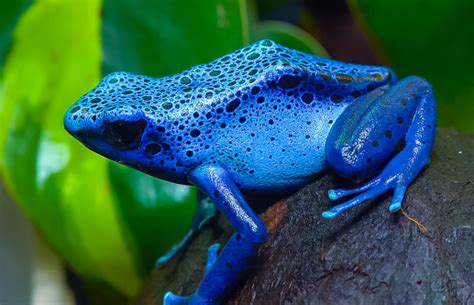 Katak Panah Racun Biru Atau Katak Panah Racun Biru Foto Stok Unduh