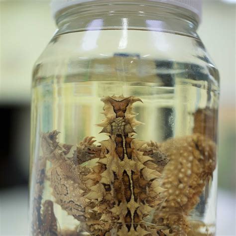 Hot Alkaline Lysis Gdna Extraction From Formalin Fixed Archival Tissues