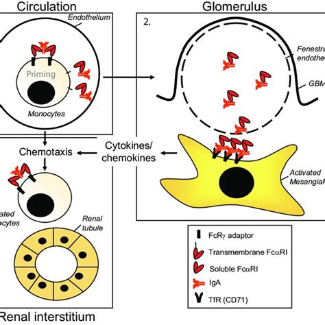 The Three Complement Pathways Of Complement Activation Iga Can