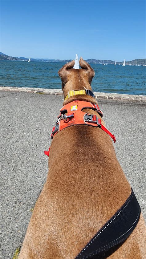 Sail Boats Picked Up By The Sonar System Rsonarears