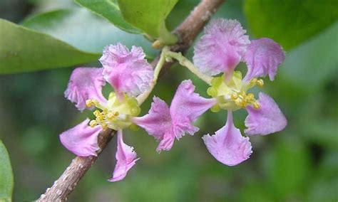 Barbados Cherry Tart Tropical Cherries Youll Love Epic Gardening