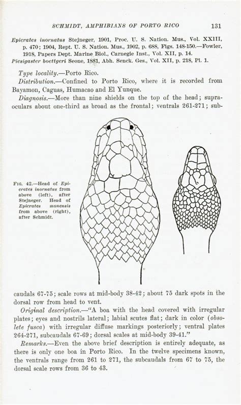 Chilabothrus Inornatus West Indian Boas